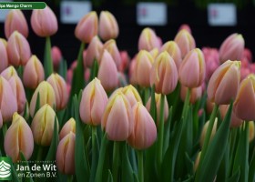 Mango Charm ® | Tulip | Jan de Wit en Zonen B.V.